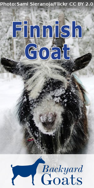 Finnish Landrace Goat